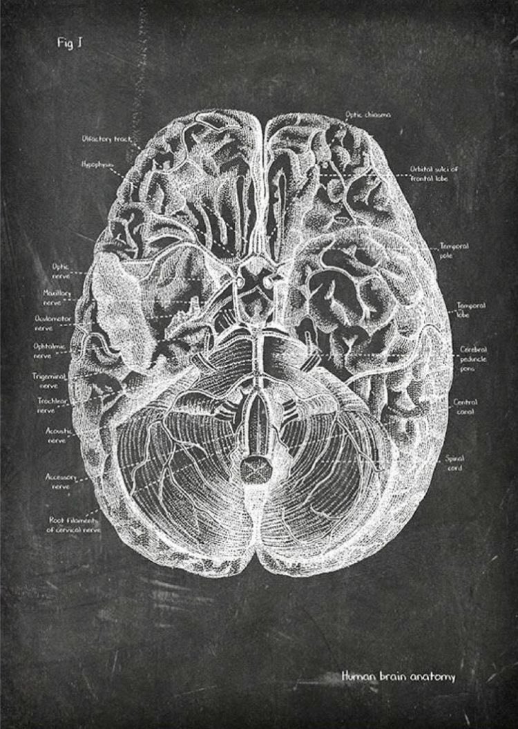 Cool Human Brain