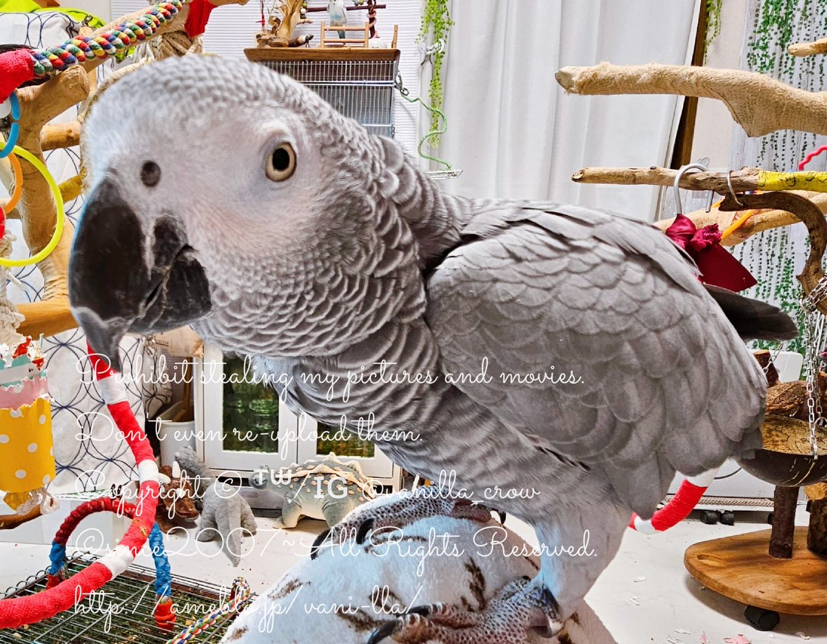 𖥧𖧧𖥣𖥧𖤣𓅂𓅫 vanilla 𓅩𖤣𖥧𖥣𖧧𖥧(@vanilla_crow) - Twilog