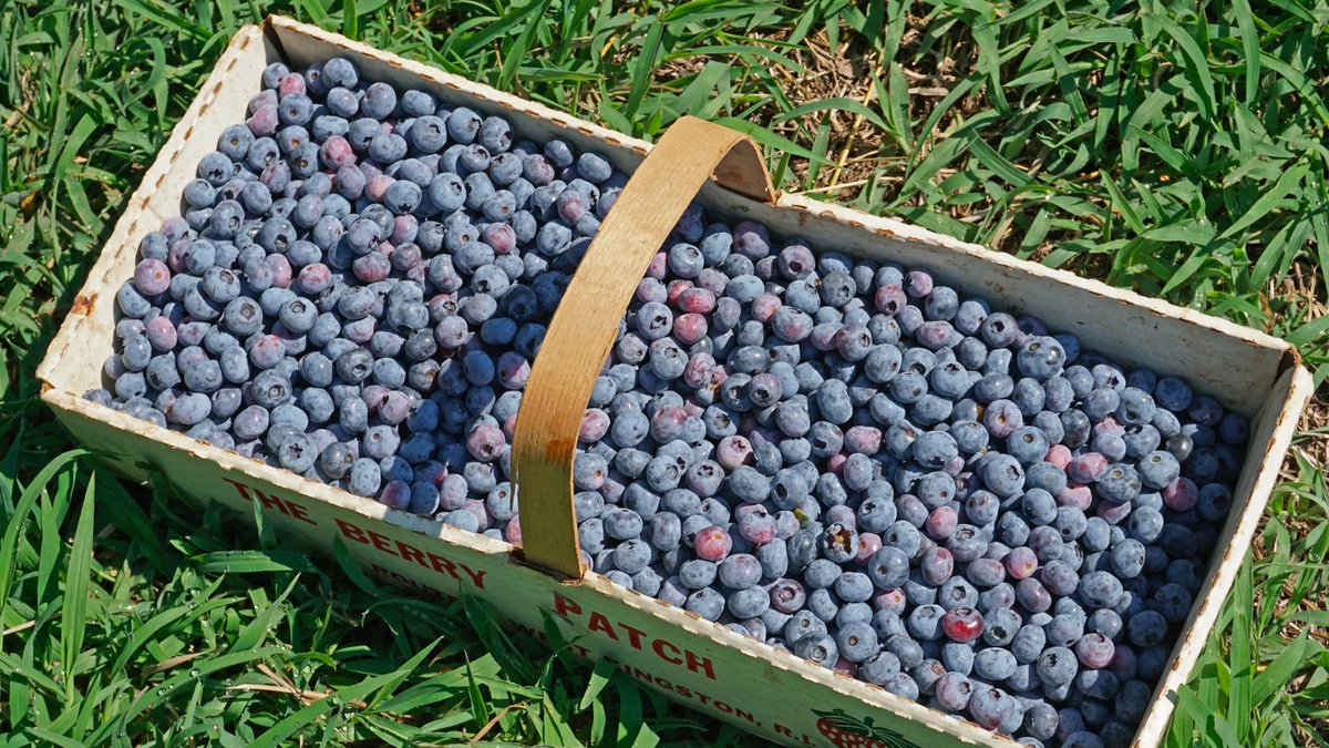 Vitalholis's Threads – Thread Reader App