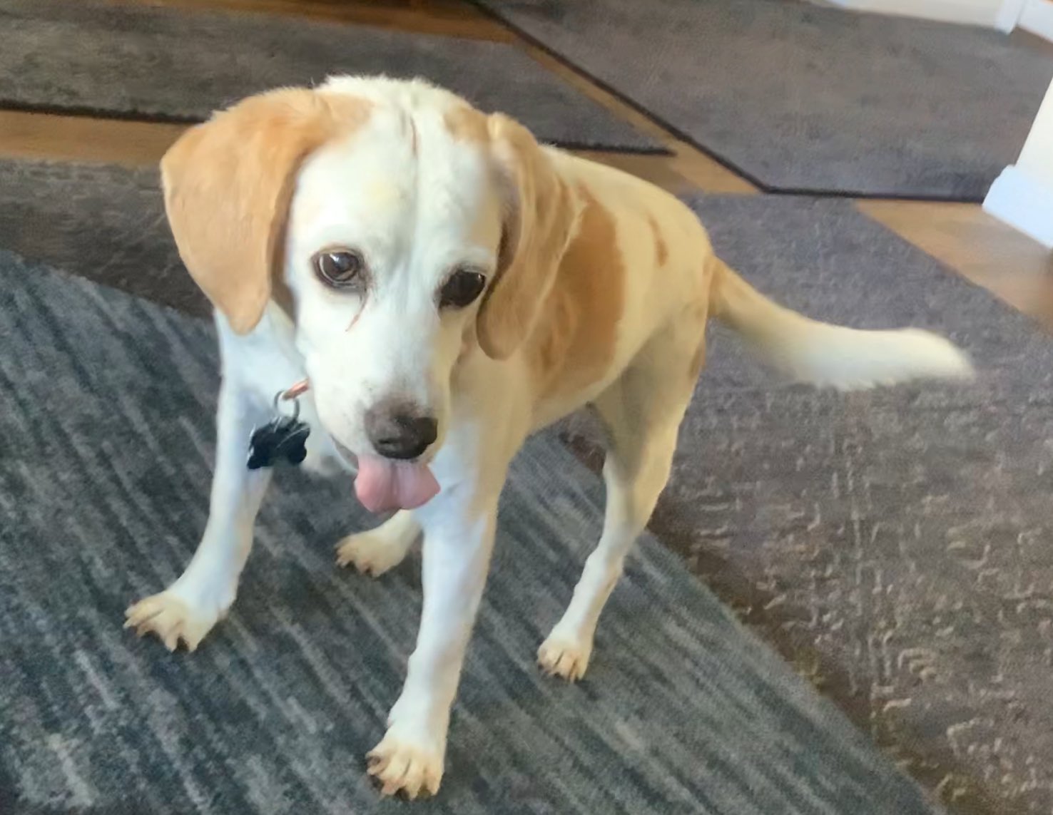 Lemon Beagle Lab Mix