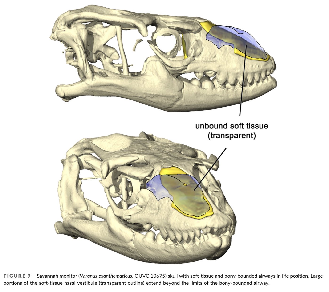 Savannah Monitor Teeth