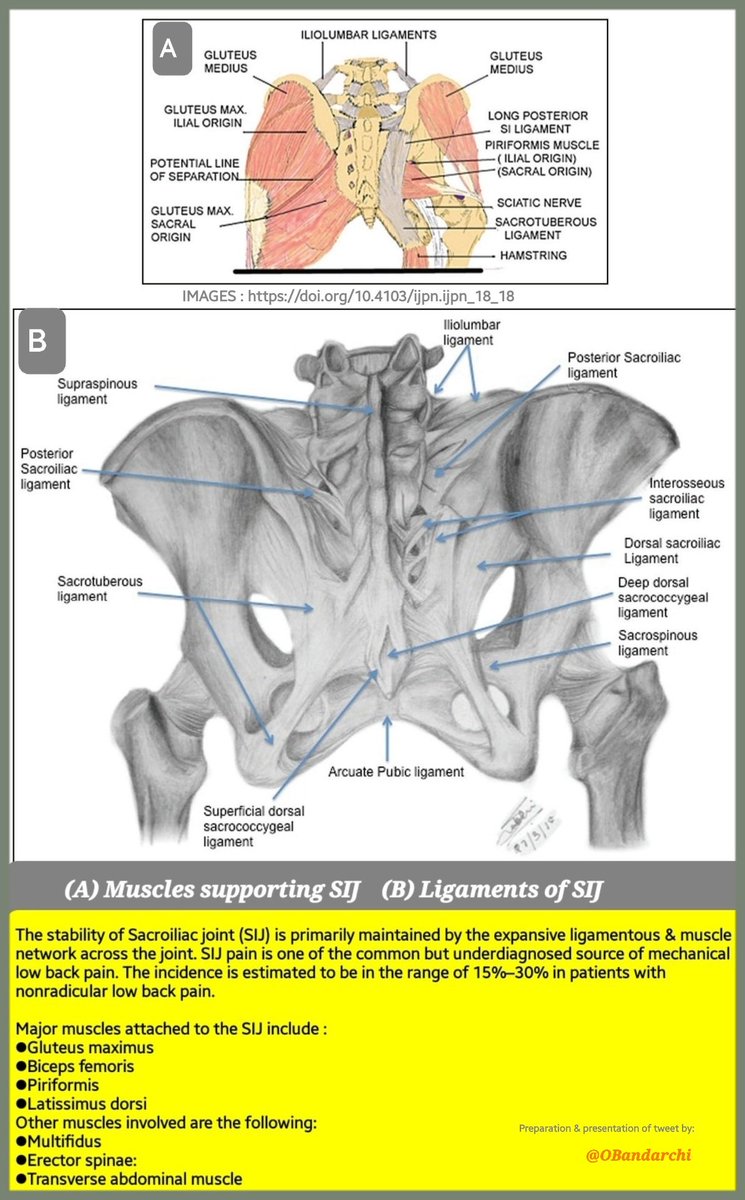 Muscles Supporting Sacroiliac Joint