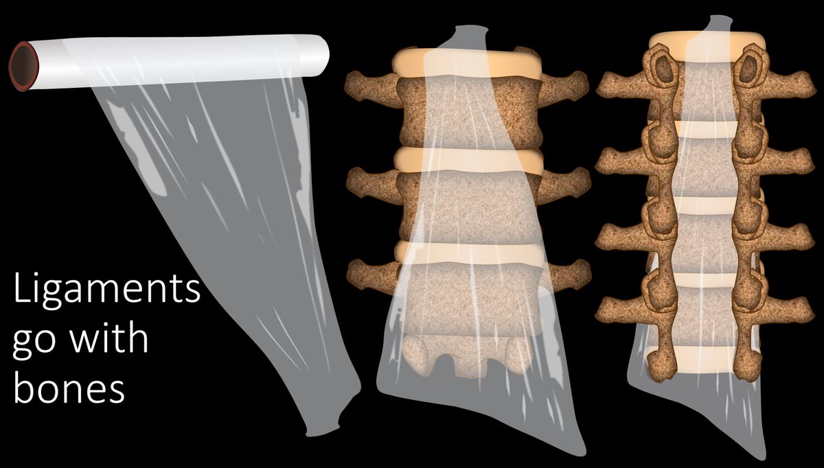 1/Need help reading spine imaging? I’ve got your back! It’s as easy as ...