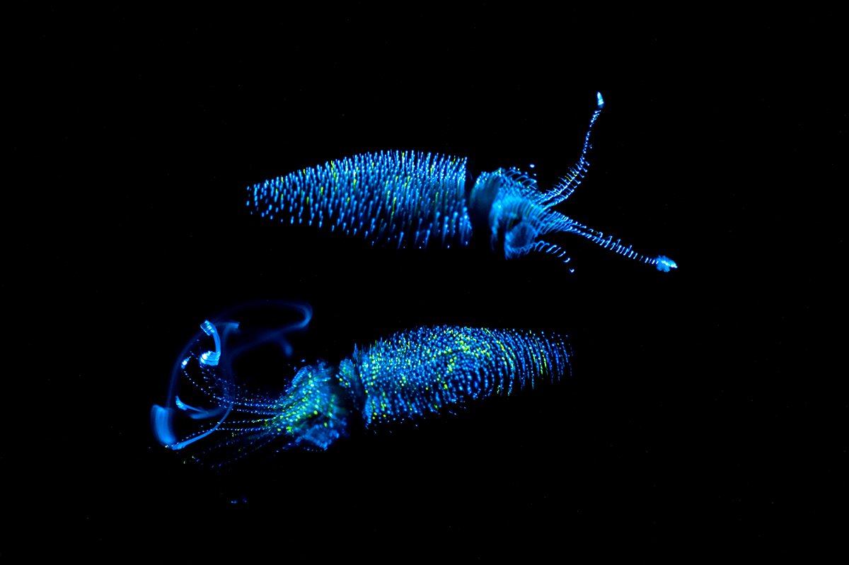 Firefly Squid Wallpaper