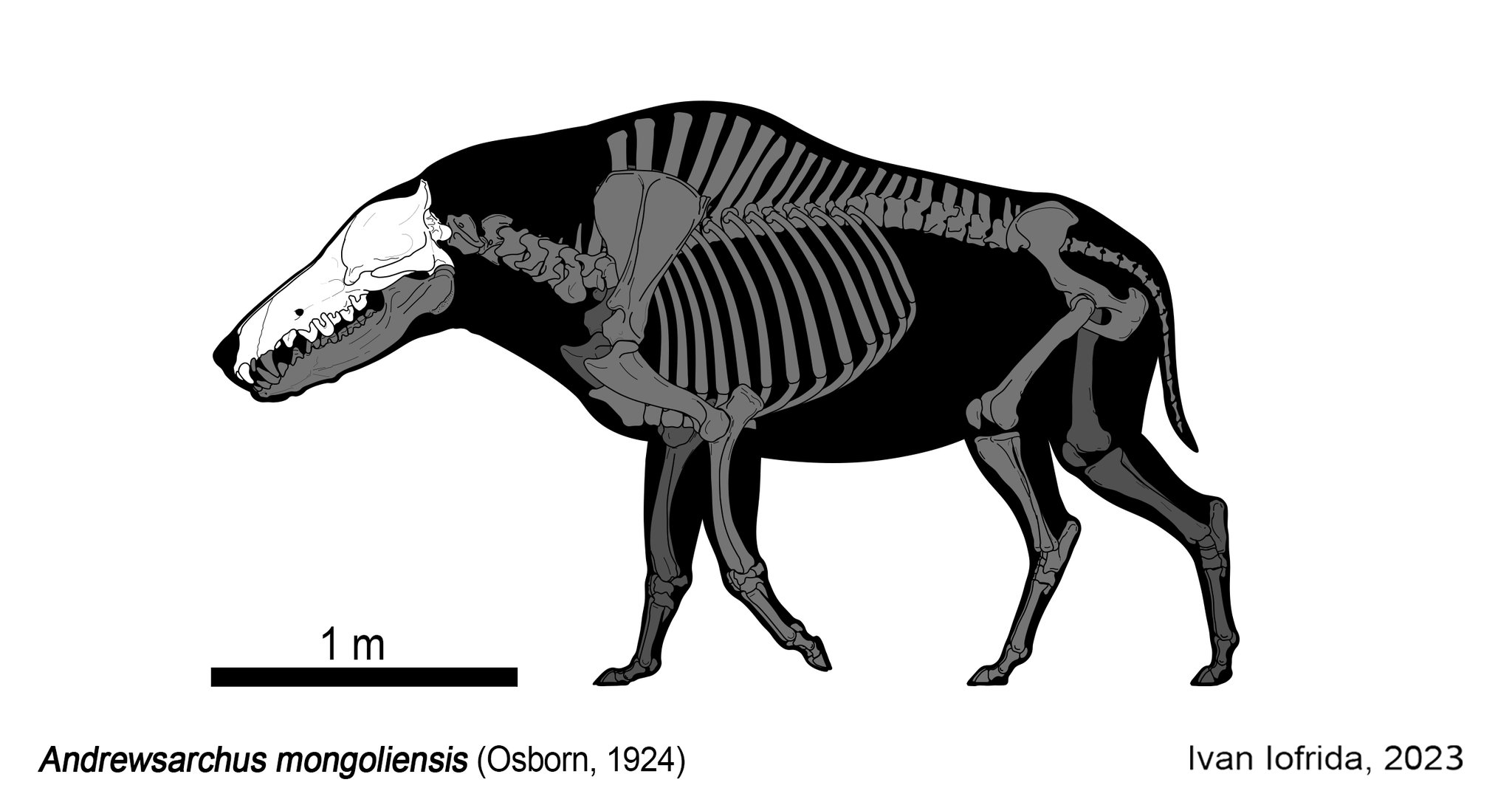 Andrewsarchus Skull