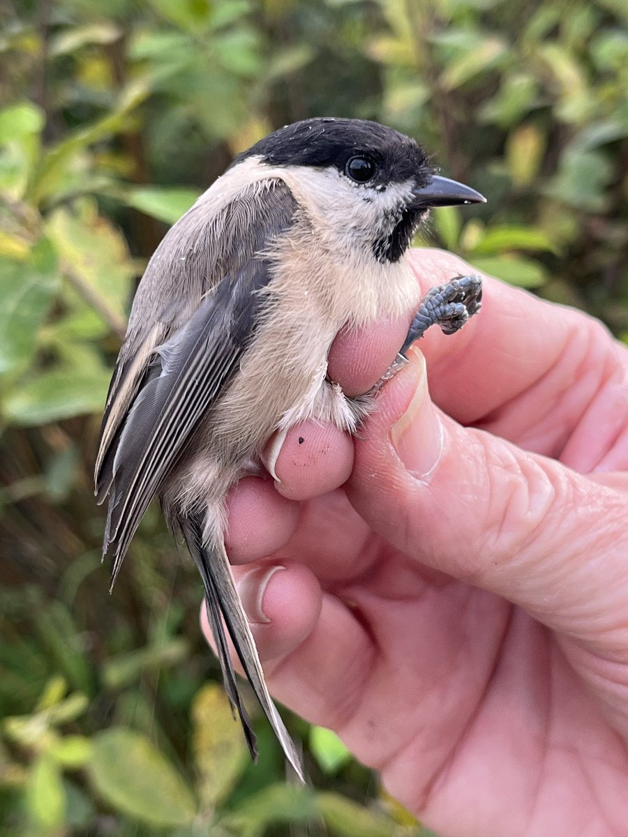 Barnsley Bird Sightings: Wintersett + Ringing + Vis.Mig. + Insects