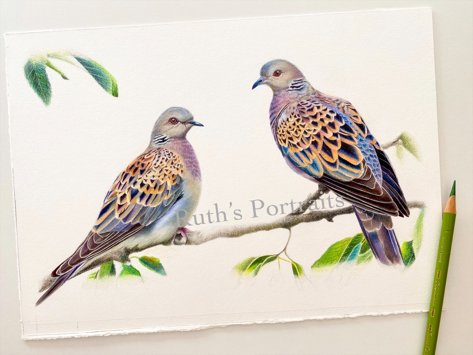 Turtle Dove Drawing Turtle Dove Turtle Dove" Photographic Print By