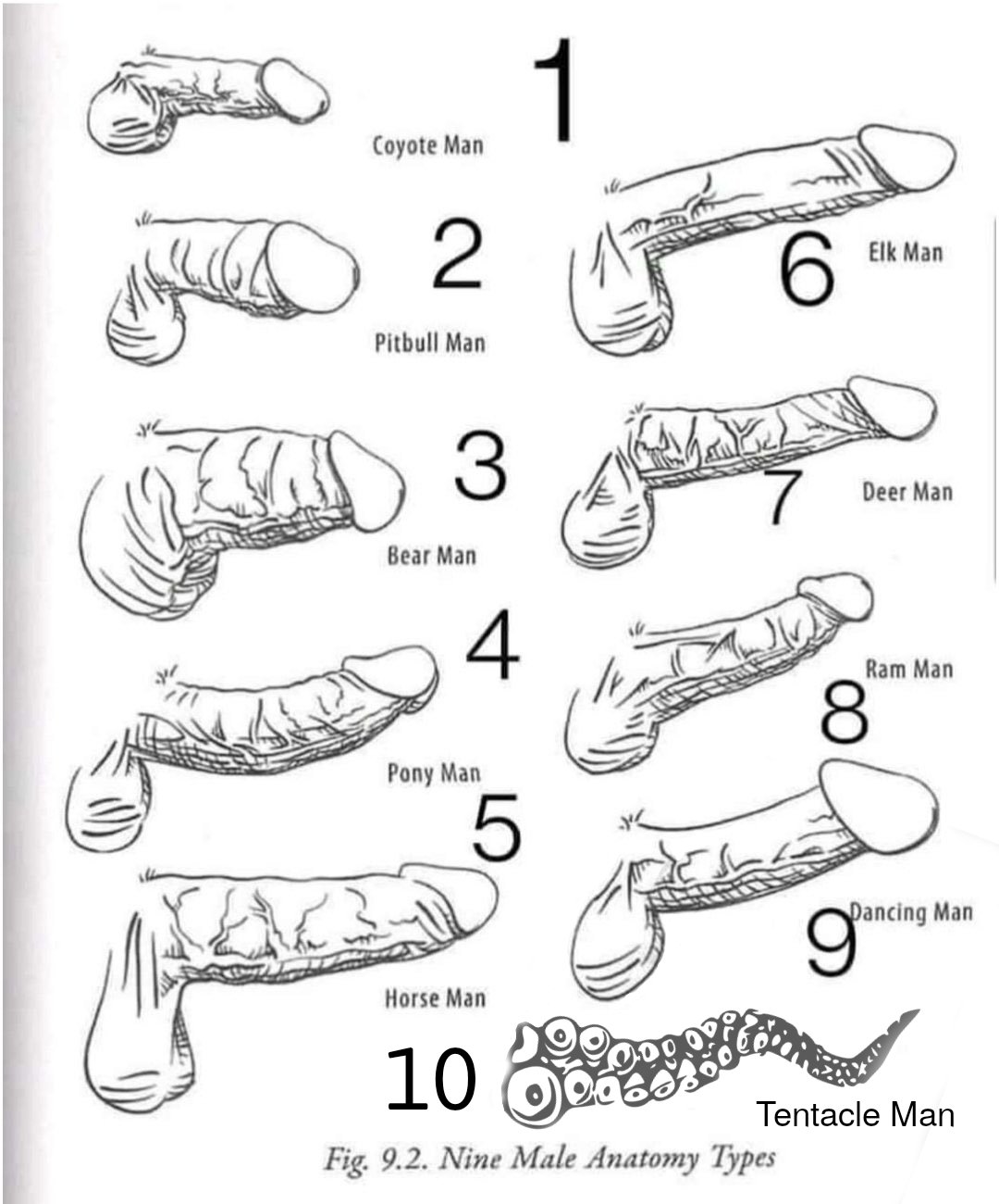 Nine Cross-sections Through The Male Reproductive Organs,, 42% OFF Nine Cross-sections Through The Male Reproductive Organs,, 42% OFF