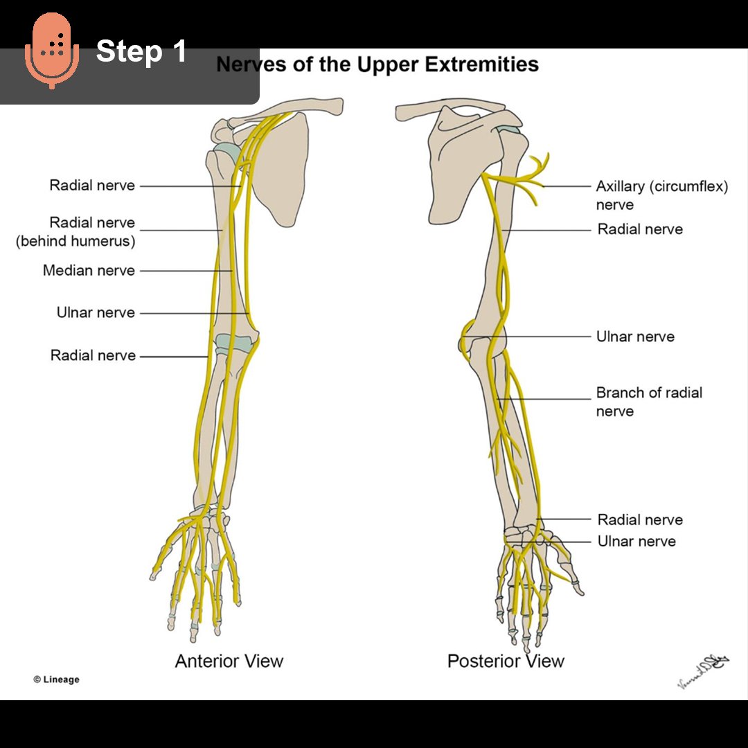 Musculocutaneous Nerve Injury