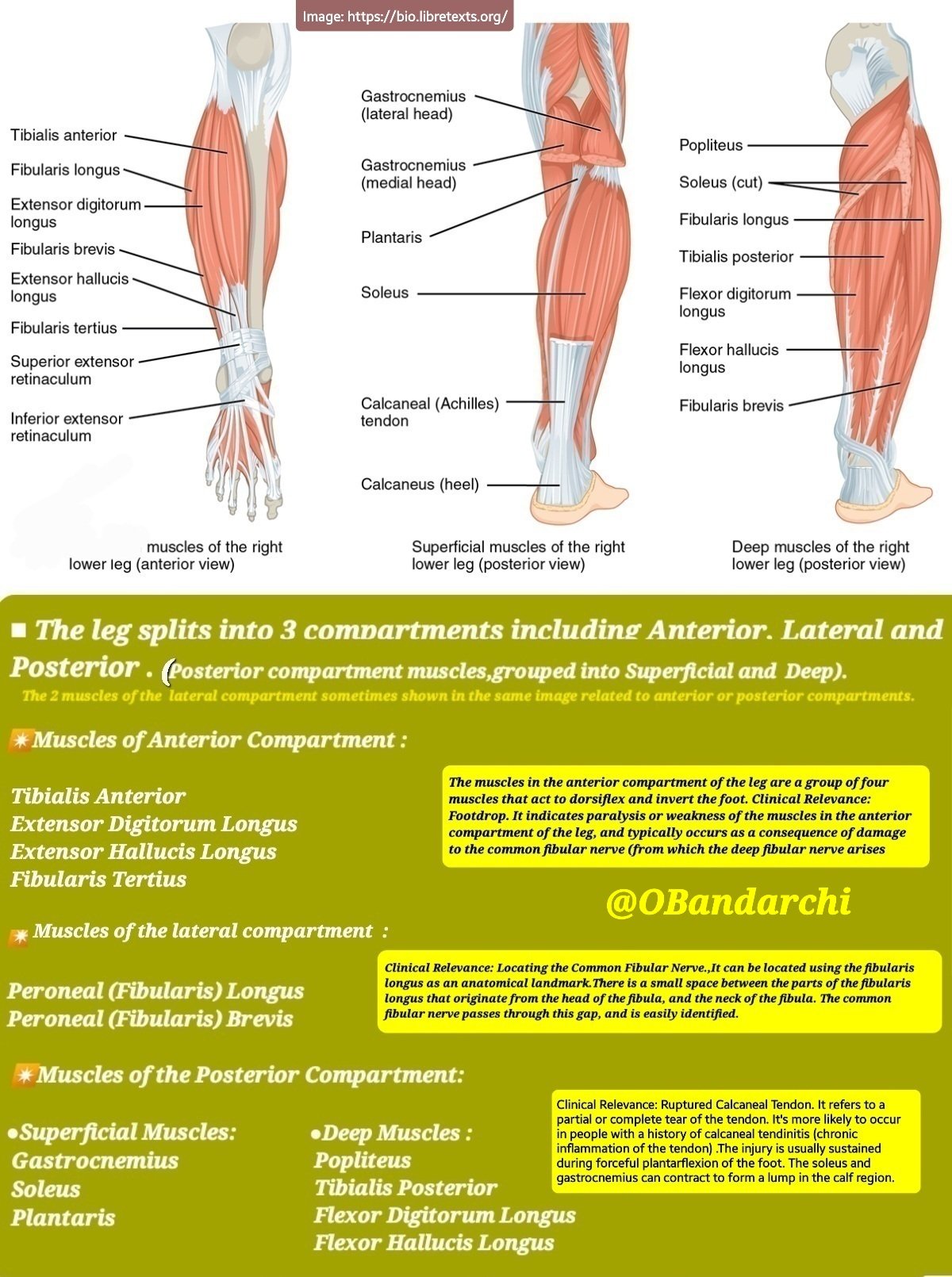 Muscles Of Lower Extremity Posterior Deep View