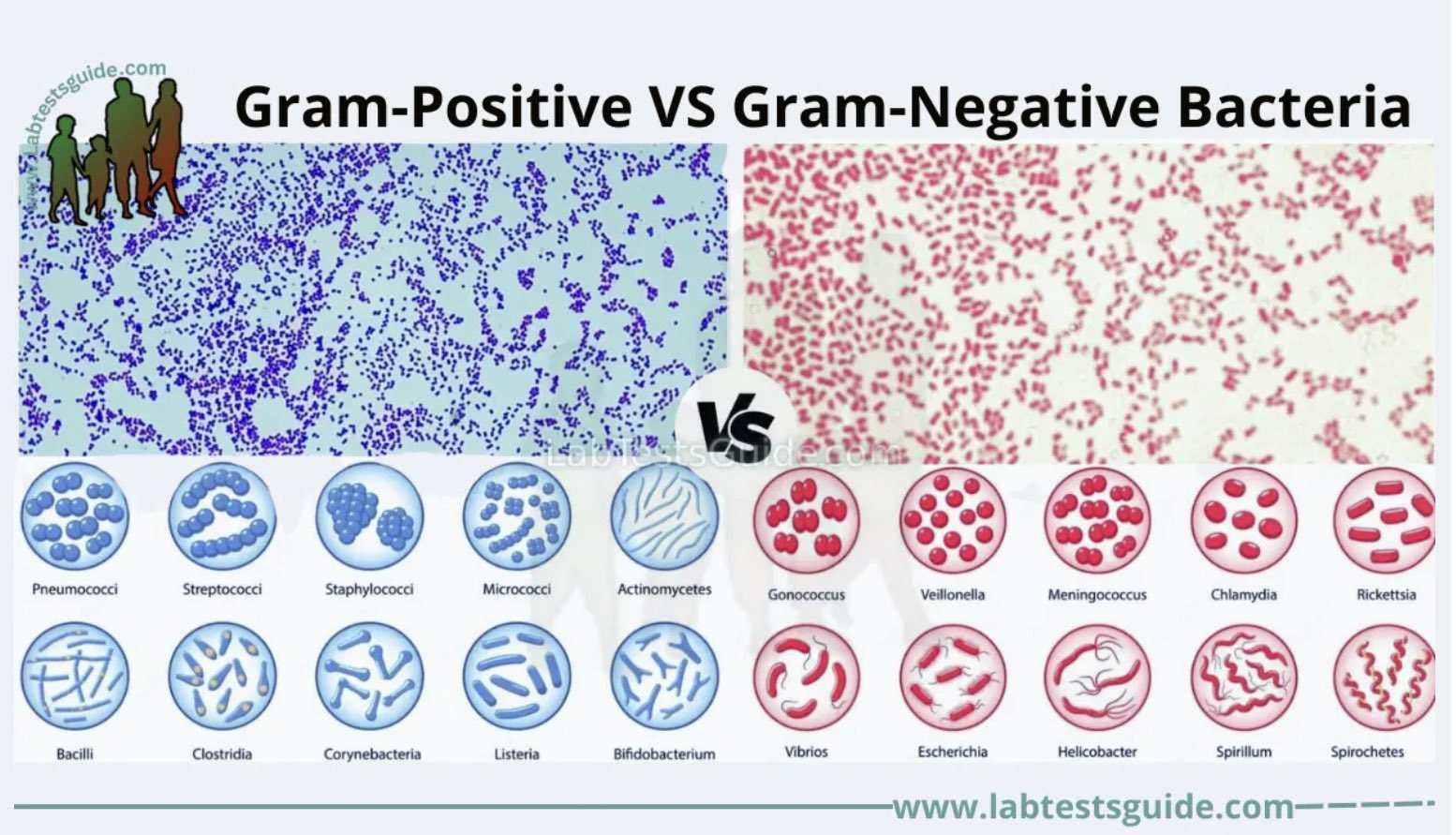 Gram Positive Vs Gram Negative Microscope