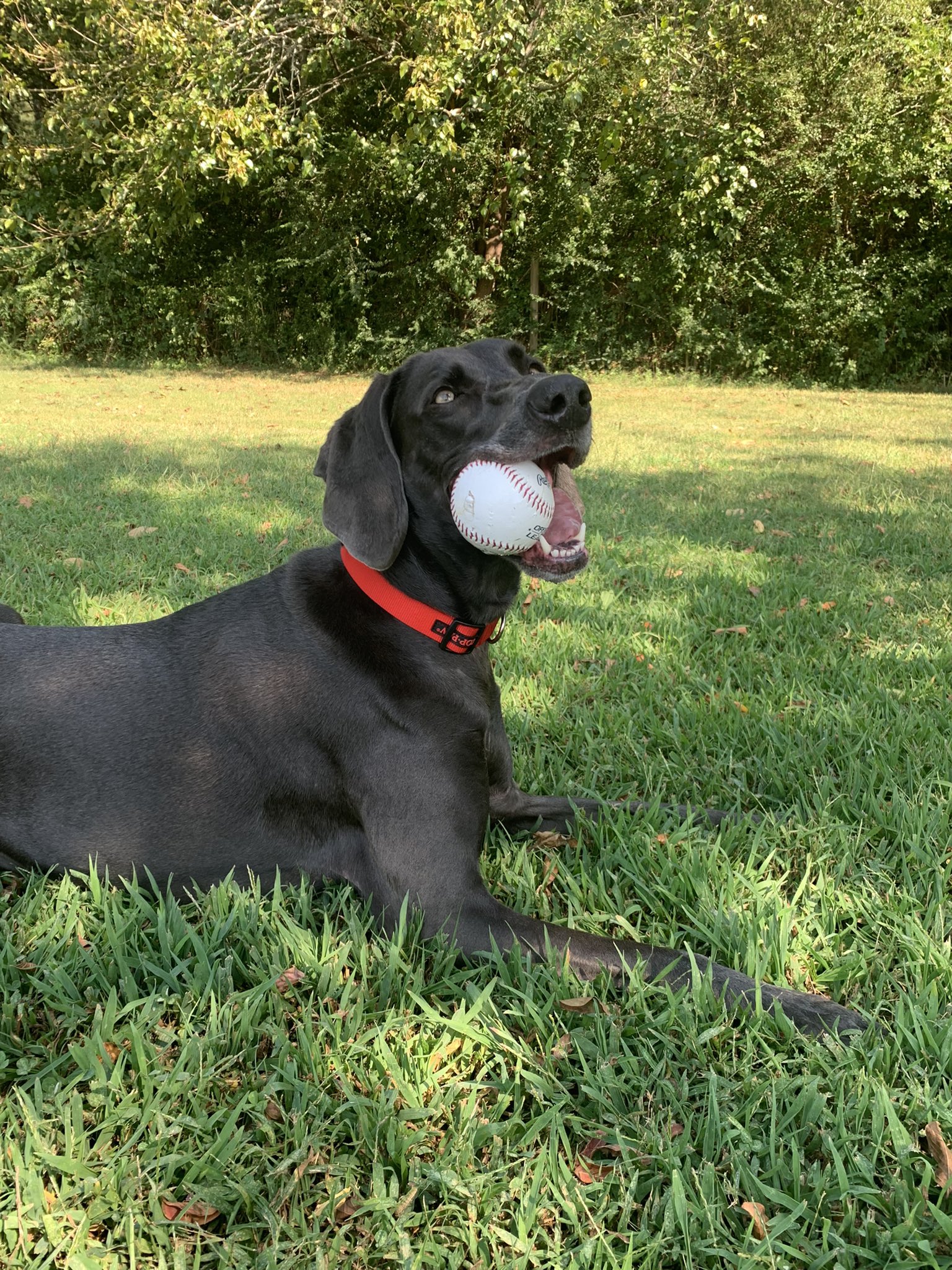 Weimaraner Black Lab Mix