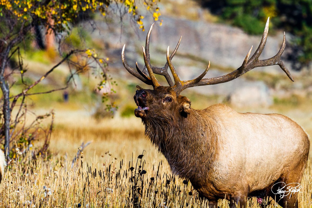 @SiKImagery #animal Bugle at Rocky Mountain NP. September is elk rut ...