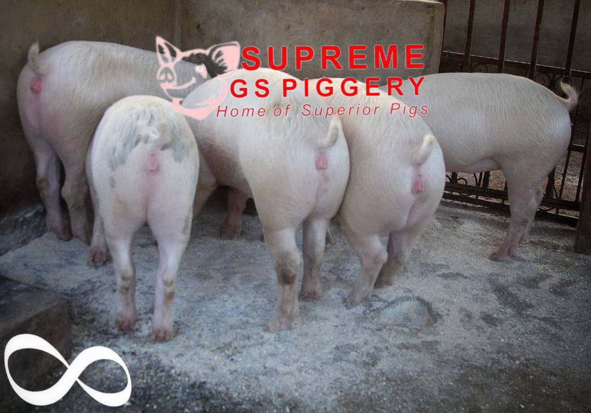 Another pig thread: Should I start my piggery project with weaners or ...