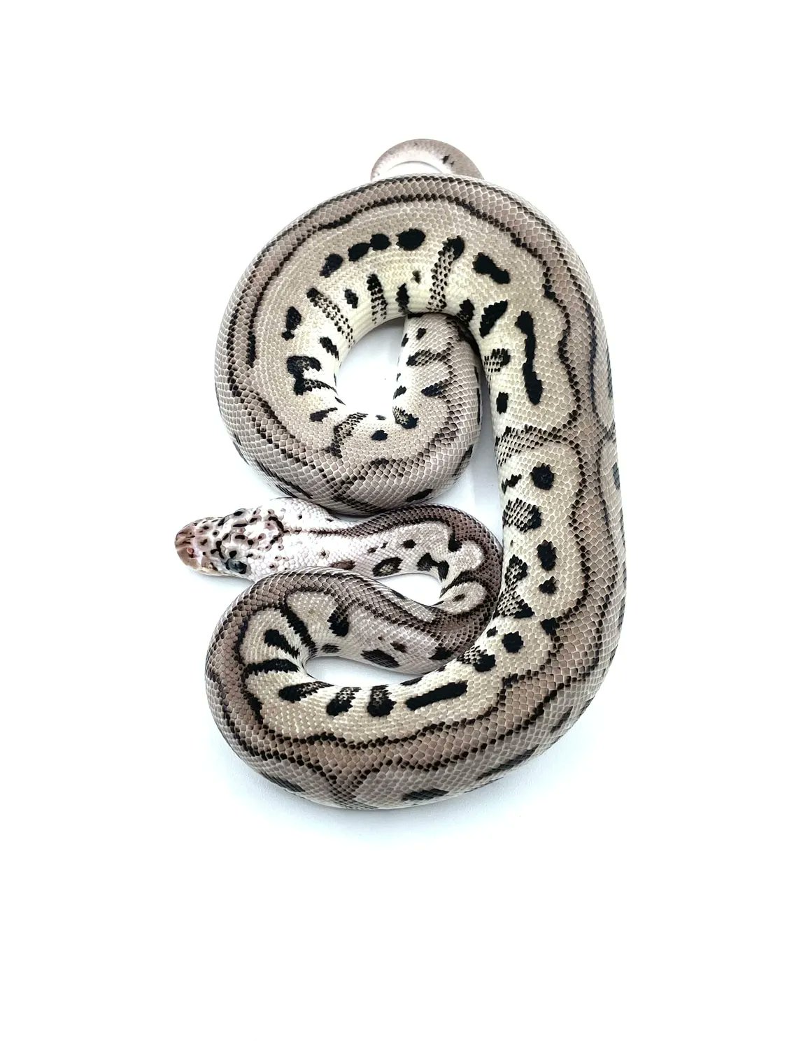 Axanthic Pastel Ball Python Axanthic (VPI) Pied Pos Yellowbelly Ball