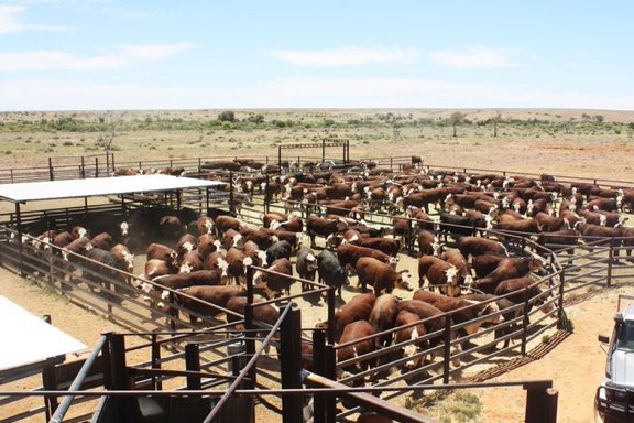 Worlds Largest Cattle Ranch Osun To Play Big In Nigeria's Meat Market