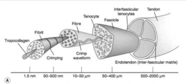 30 Tendon Concepts - Thread from Jake Tuura @jake_tuura - Rattibha