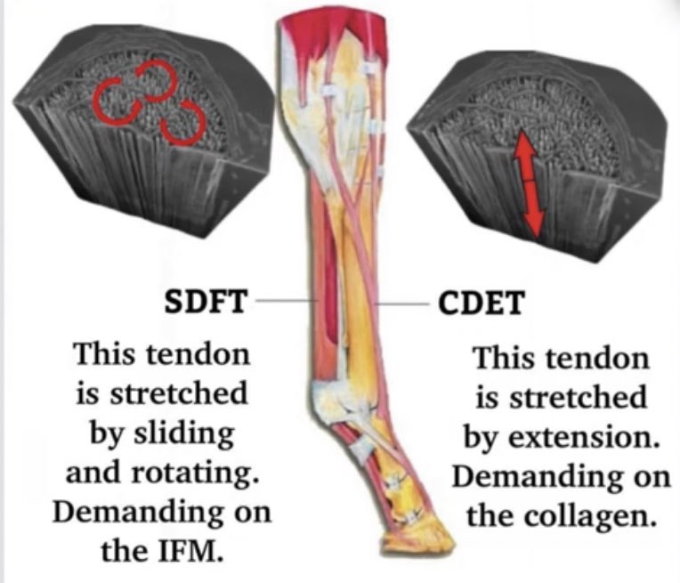 30 Tendon Concepts - Thread from Jake Tuura @jake_tuura - Rattibha
