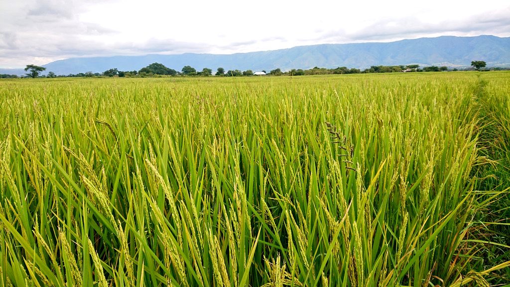 #MpungaTips: KUPATA MAVUNO YA GUNIA 35+ KWA EKA #MPUNGA: ~Ardhi isiwe ...