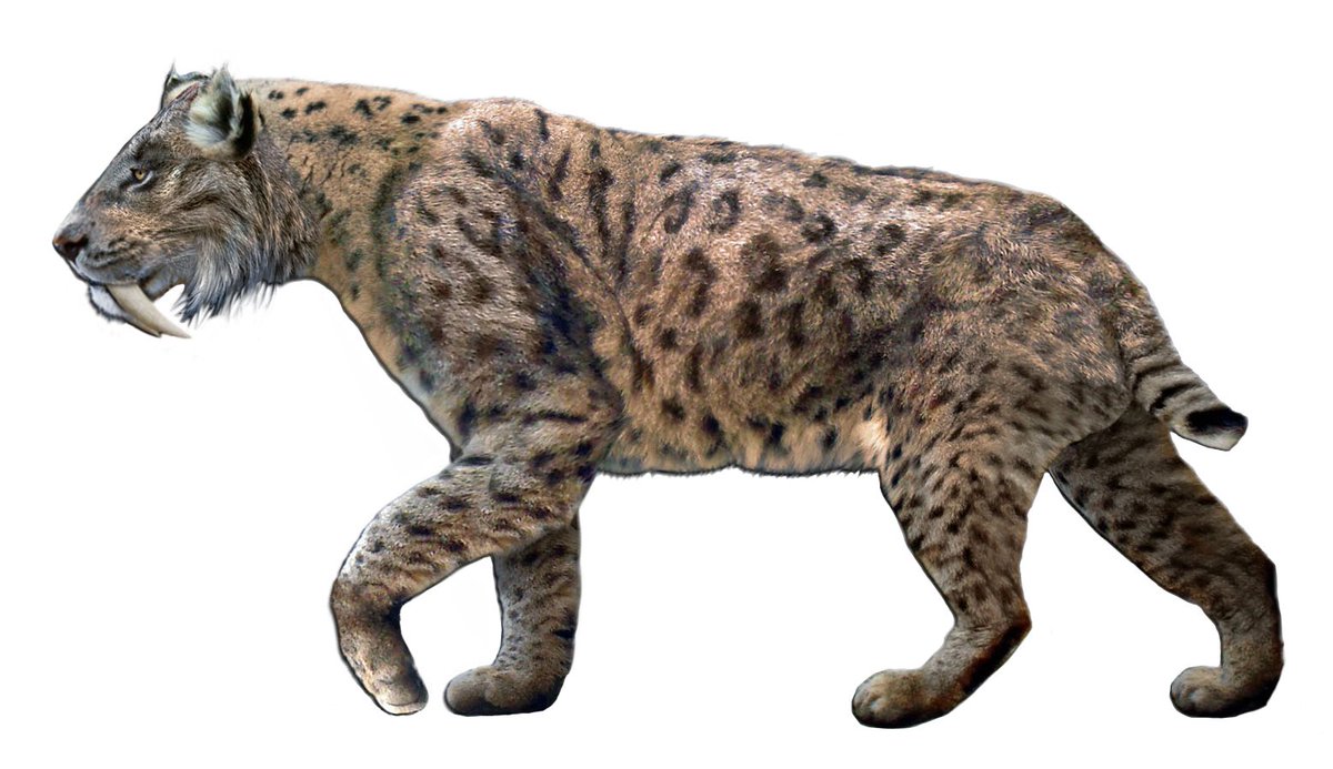 Smilodon, a genus of felids within the extinct subfamily ...