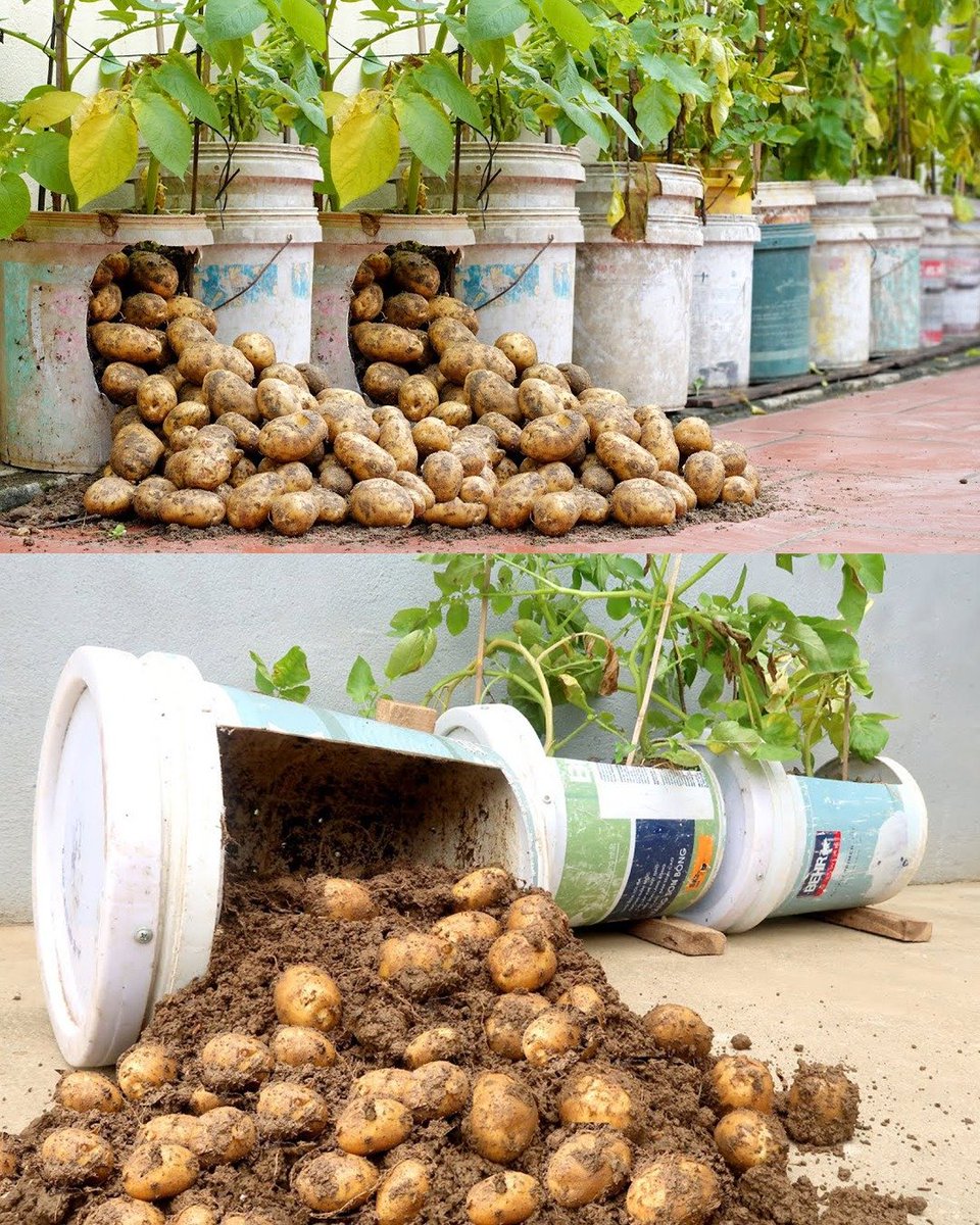 Do you want to successfully grow potatoes in containers? Choose ...