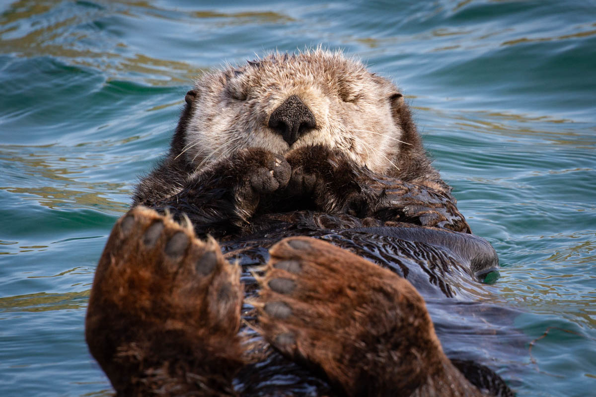 Happy Sea Otter