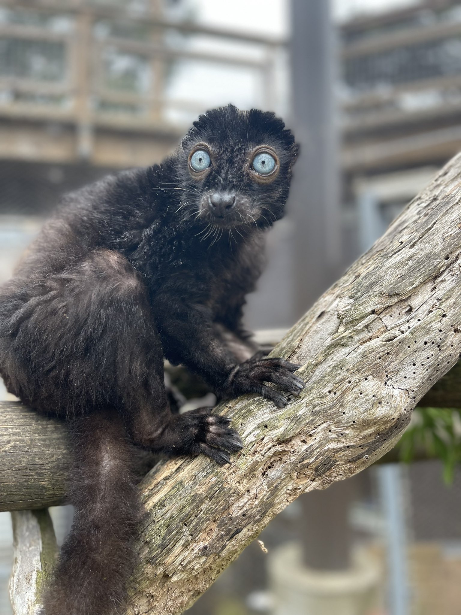 Lemur Eyes Lemurs! You Can't Go To Madagascar Without Hanging With A