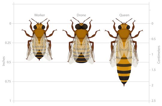 BEES: A bee hive has a Queen, drones, and workers. The primary role of ...