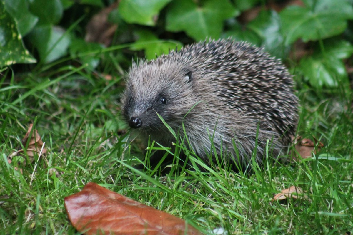 Hedgehog Heroes - University of Sheffield - The British Hedgehog ...