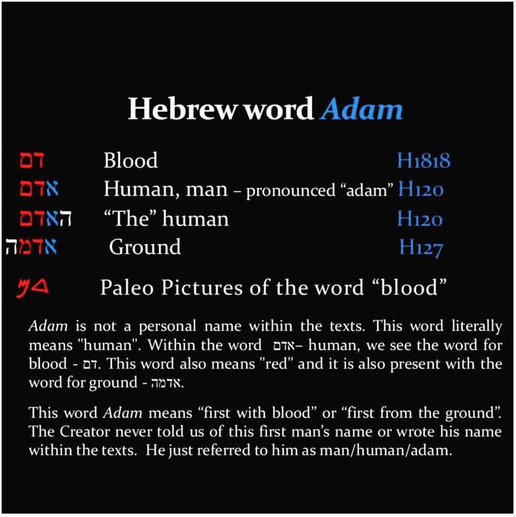 Adam & Eve: RED BLOOD & BLUE🧵 The Bible says Jehovah took a RIB from ...