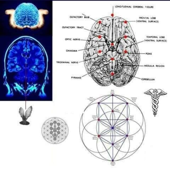 Adam & Eve: RED BLOOD & BLUE🧵 The Bible says Jehovah took a RIB from ...