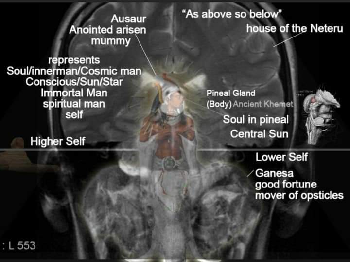 Adam & Eve: RED BLOOD & BLUE🧵 The Bible says Jehovah took a RIB from ...