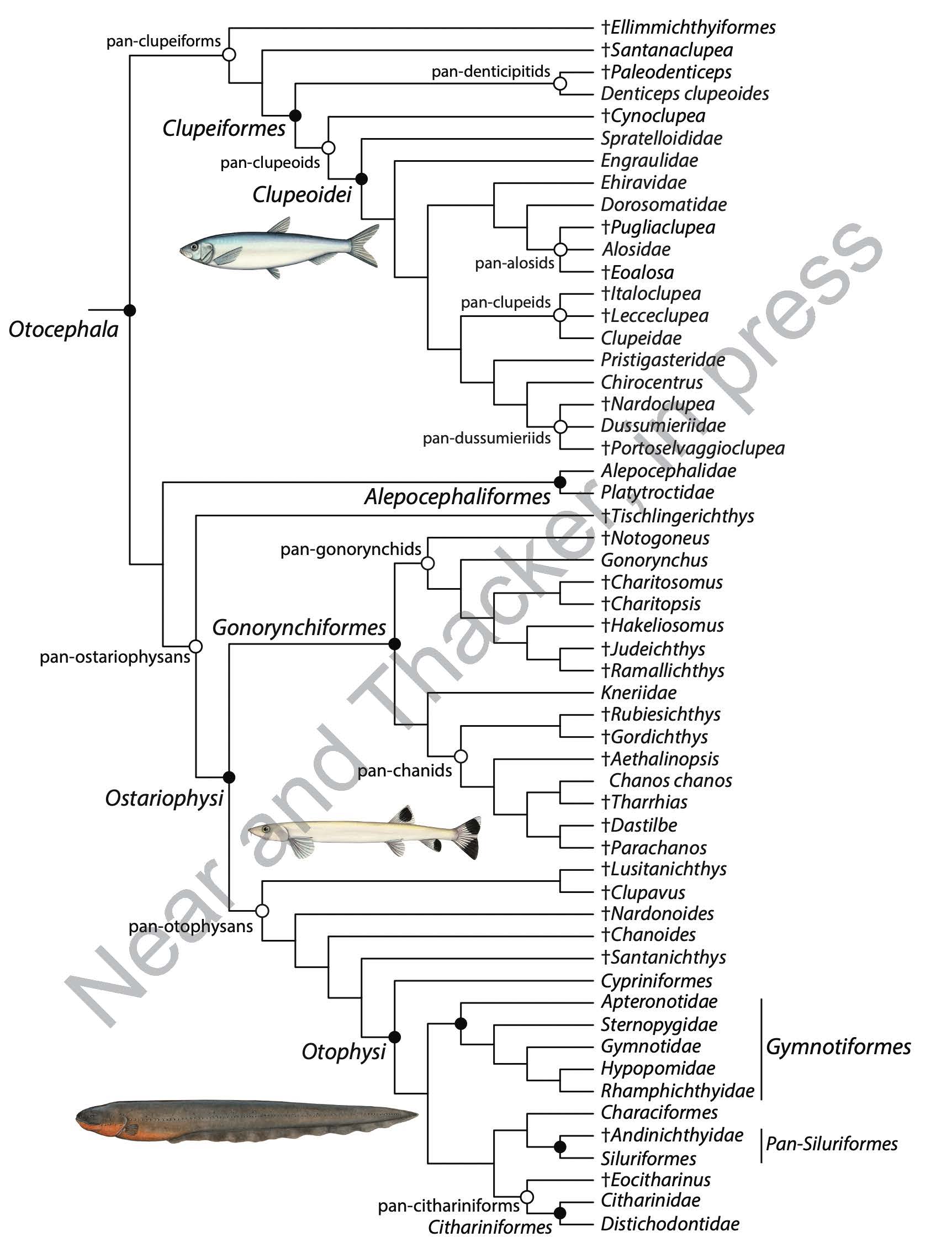 Actinopterygii Phylogenetic Tree
