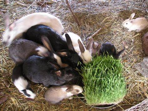 8 must-know tips if you want to run a successful rabbitry business! 🐇🐇👇 ...