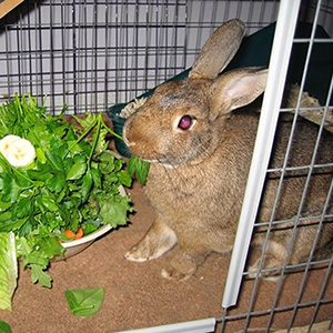 8 must-know tips if you want to run a successful rabbitry business! 🐇🐇👇 ...