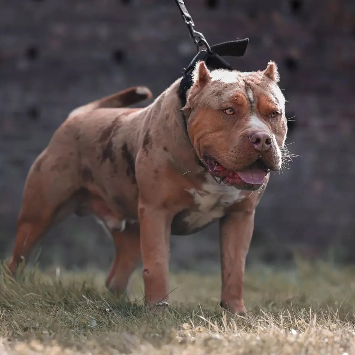 Tim Chapman Heritage