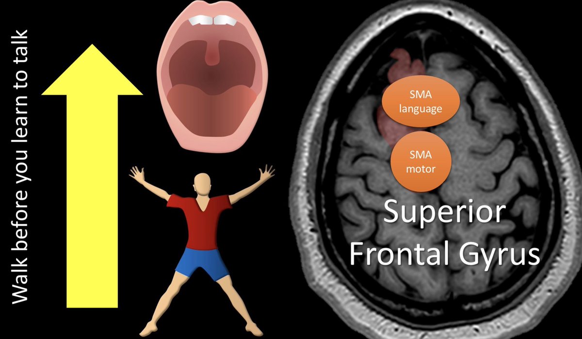 1/They say form follows function! Brain MRI anatomy is best understood ...
