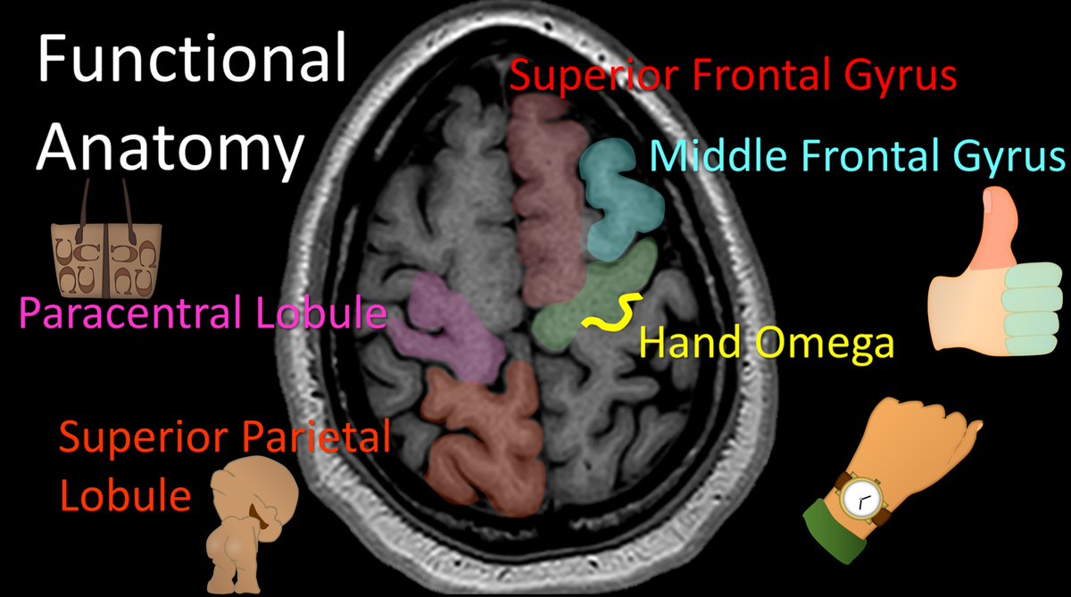 1/They say form follows function! Brain MRI anatomy is best understood ...