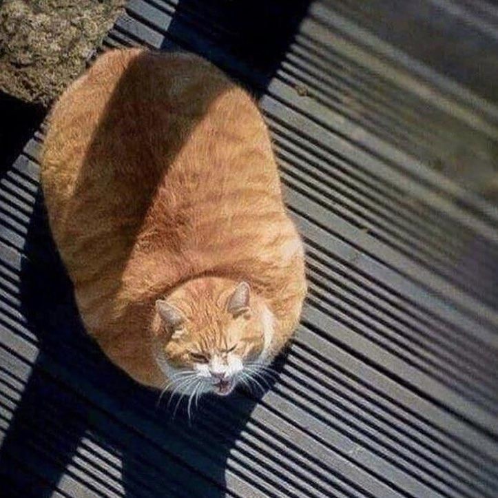 Caste System in Cats:- Brahmin/Baman/V1 cat 😺🐱 (1/6) https://t.co ...