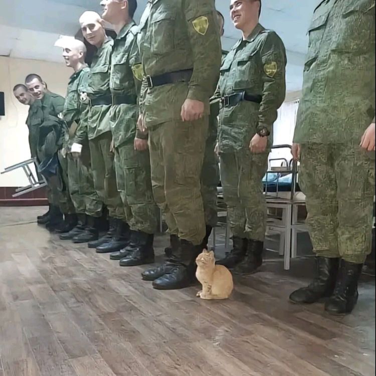 Caste System in Cats:- Brahmin/Baman/V1 cat 😺🐱 (1/6) - Thread from ...