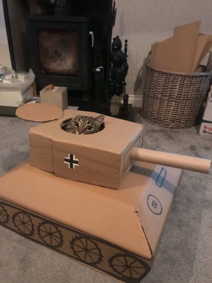 Caste System in Cats:- Brahmin/Baman/V1 cat 😺🐱 (1/6) - Thread from ...