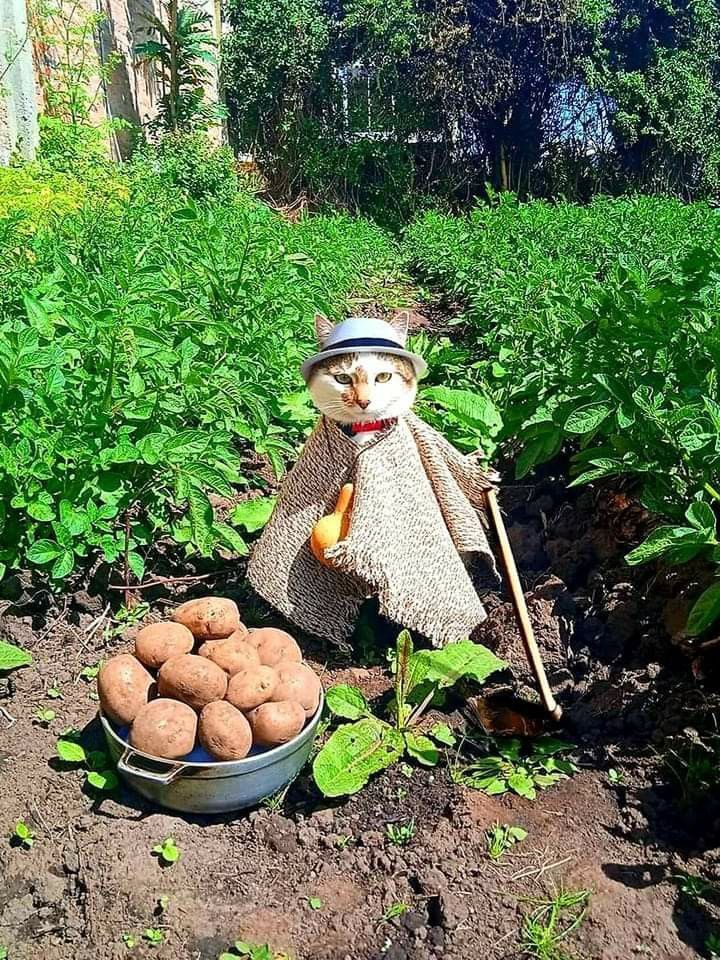 Caste System in Cats:- Brahmin/Baman/V1 cat 😺🐱 (1/6) - Thread from ...