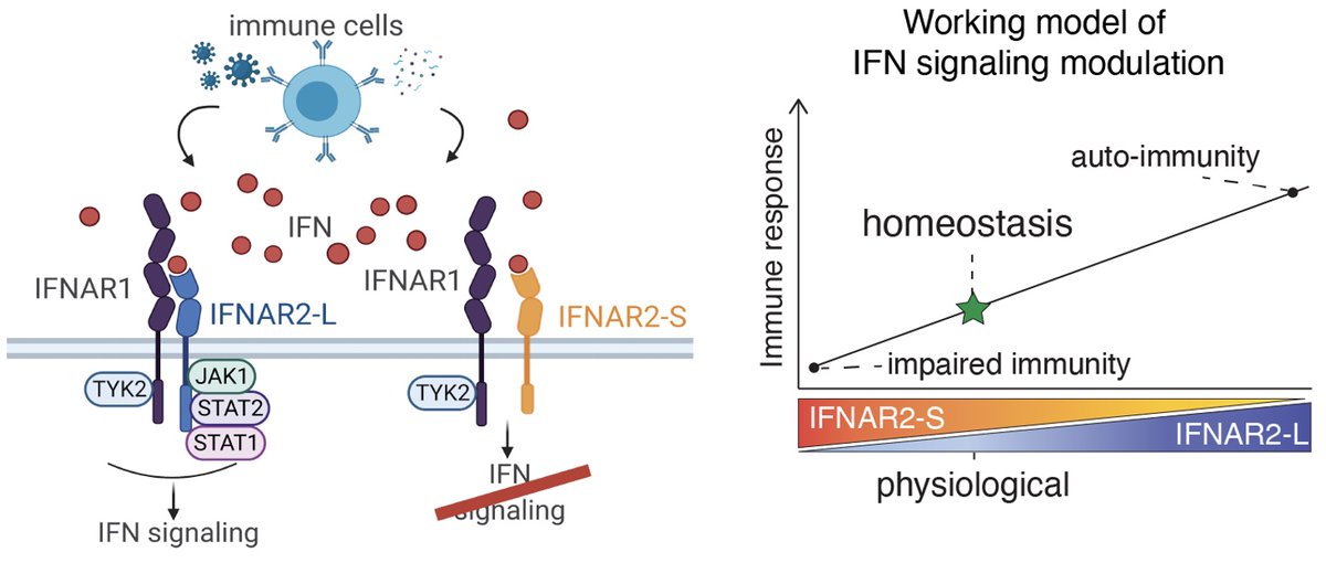 Excited to share our latest preprint, led by @GiuliaPasquesi ...