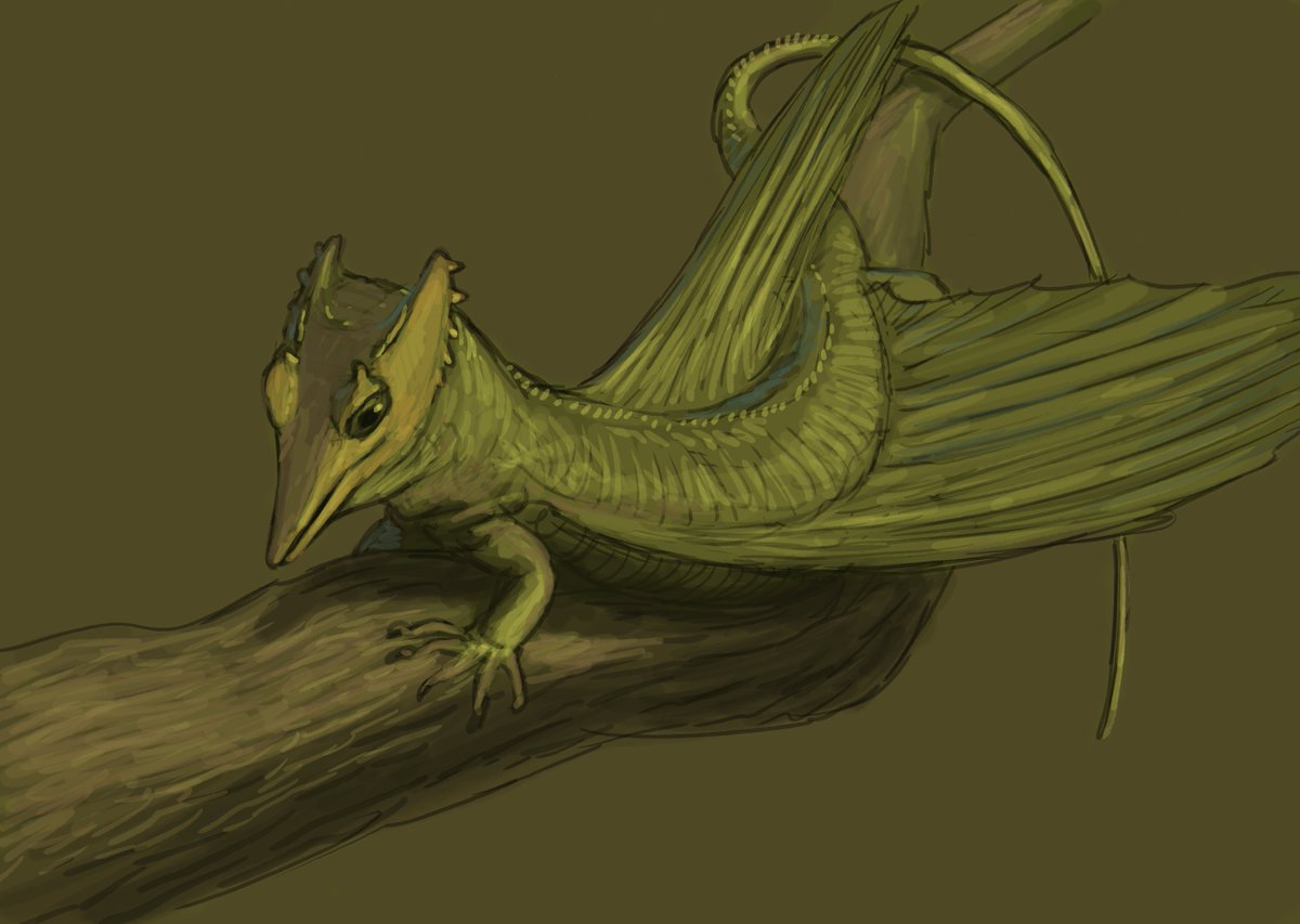 Results from the Flocking #paleostream! Coelurosauravus, Falcatakely ...