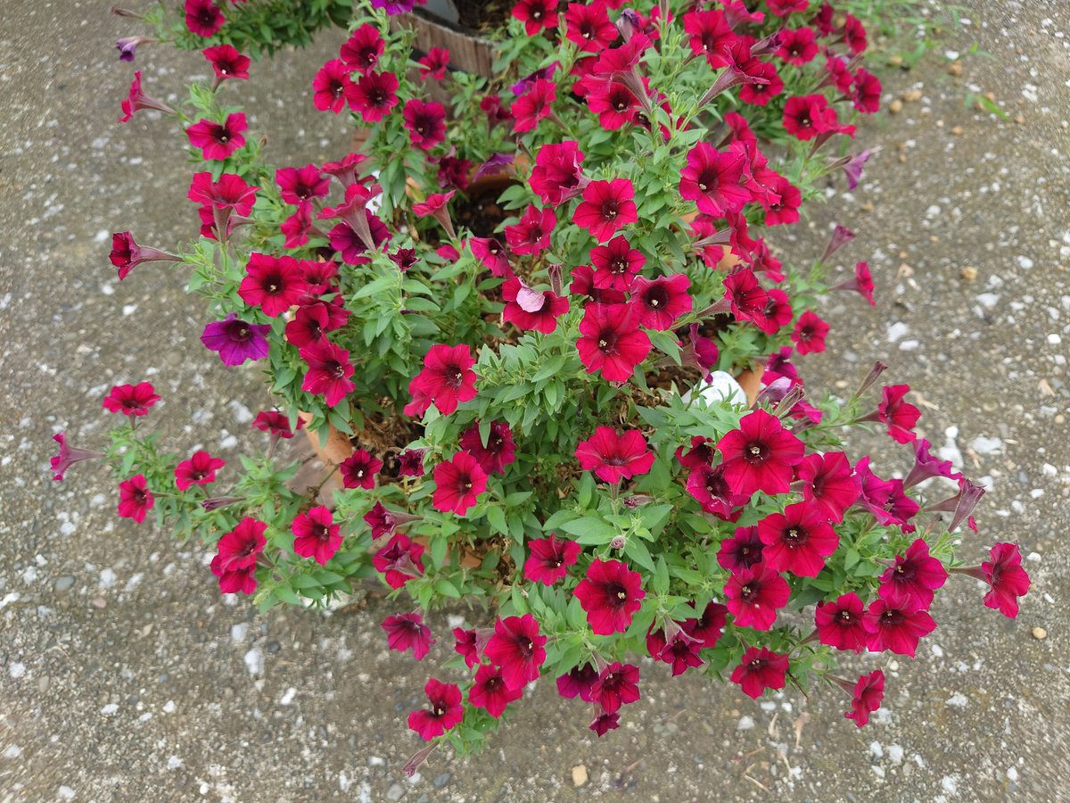 ココネ＠羊術師(@kokone_jp) - Twilog