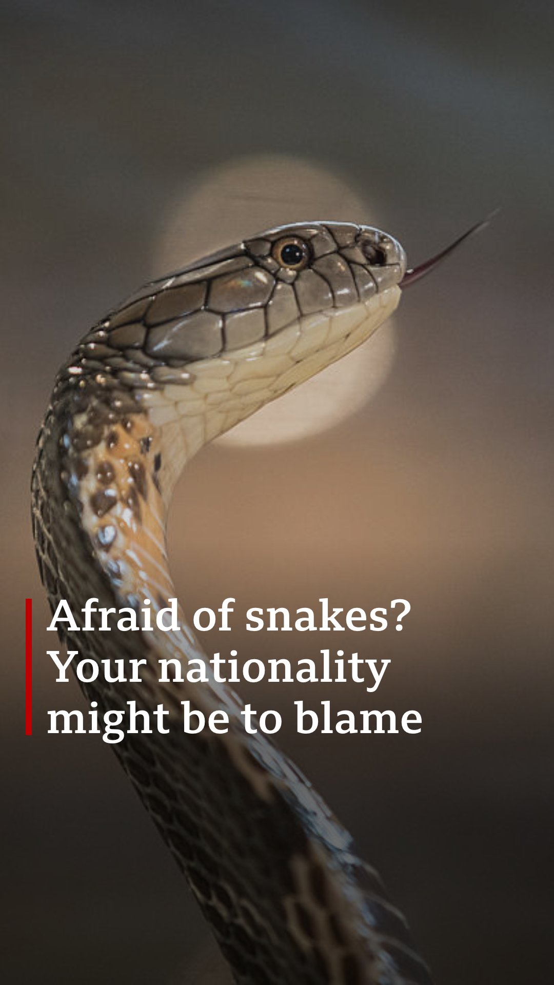 Snake Cobra Quotes
