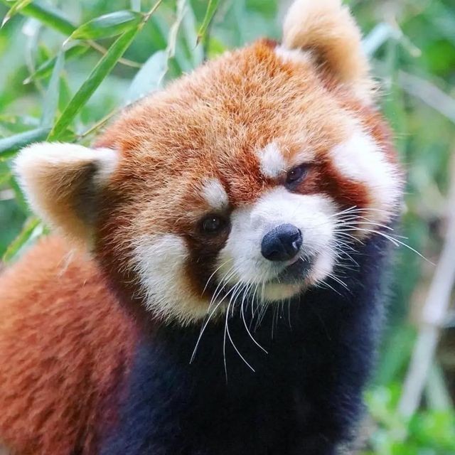 Crying Red Panda