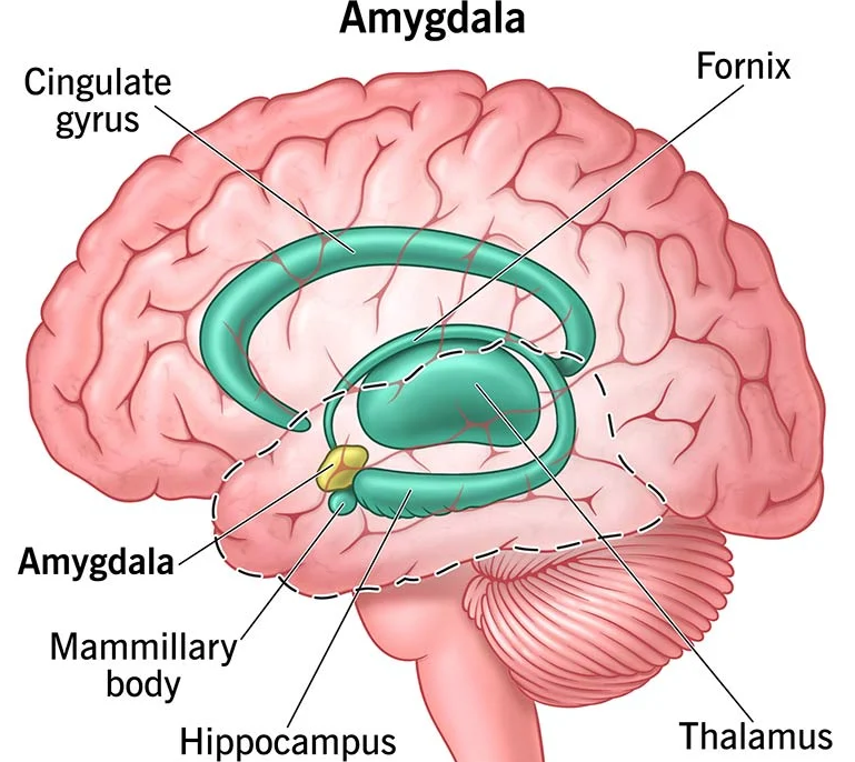 Brain Amygdala Hippocampus