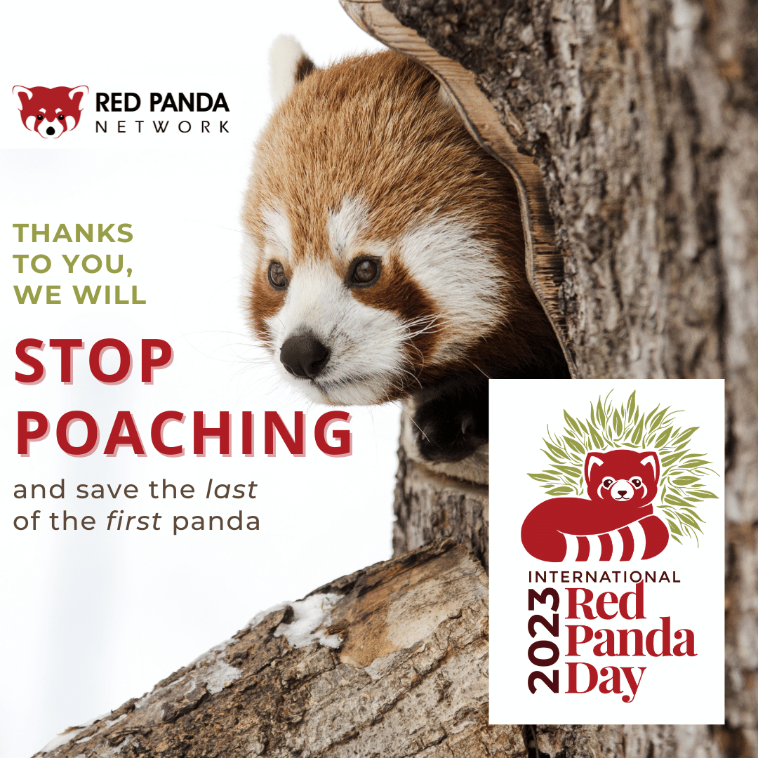 Why Save The Red Panda Red Panda Network Let's Celebrate International