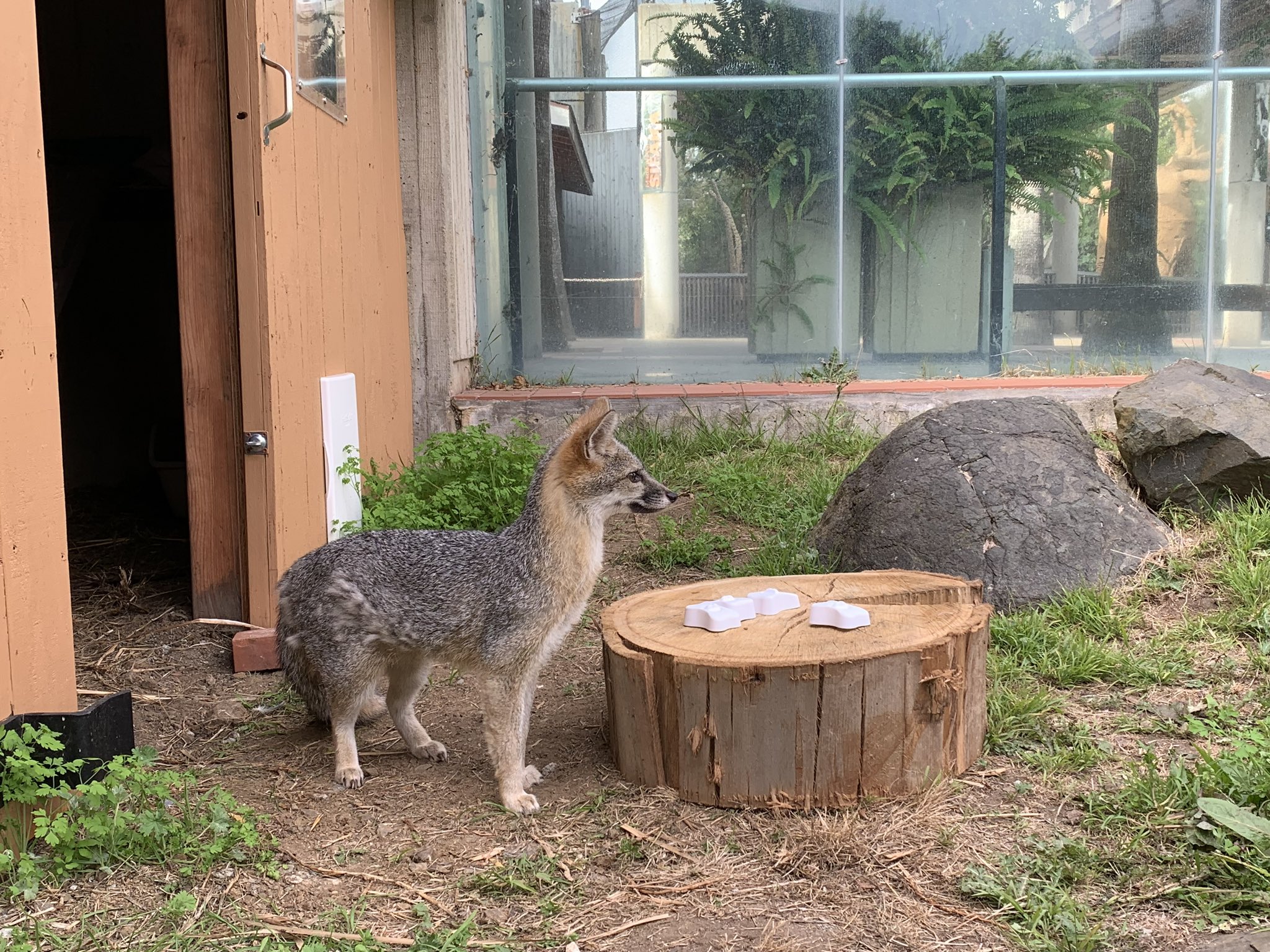 Gray Fox Habitat The Bay's Adorable Gray Foxes Are Trapped In—and